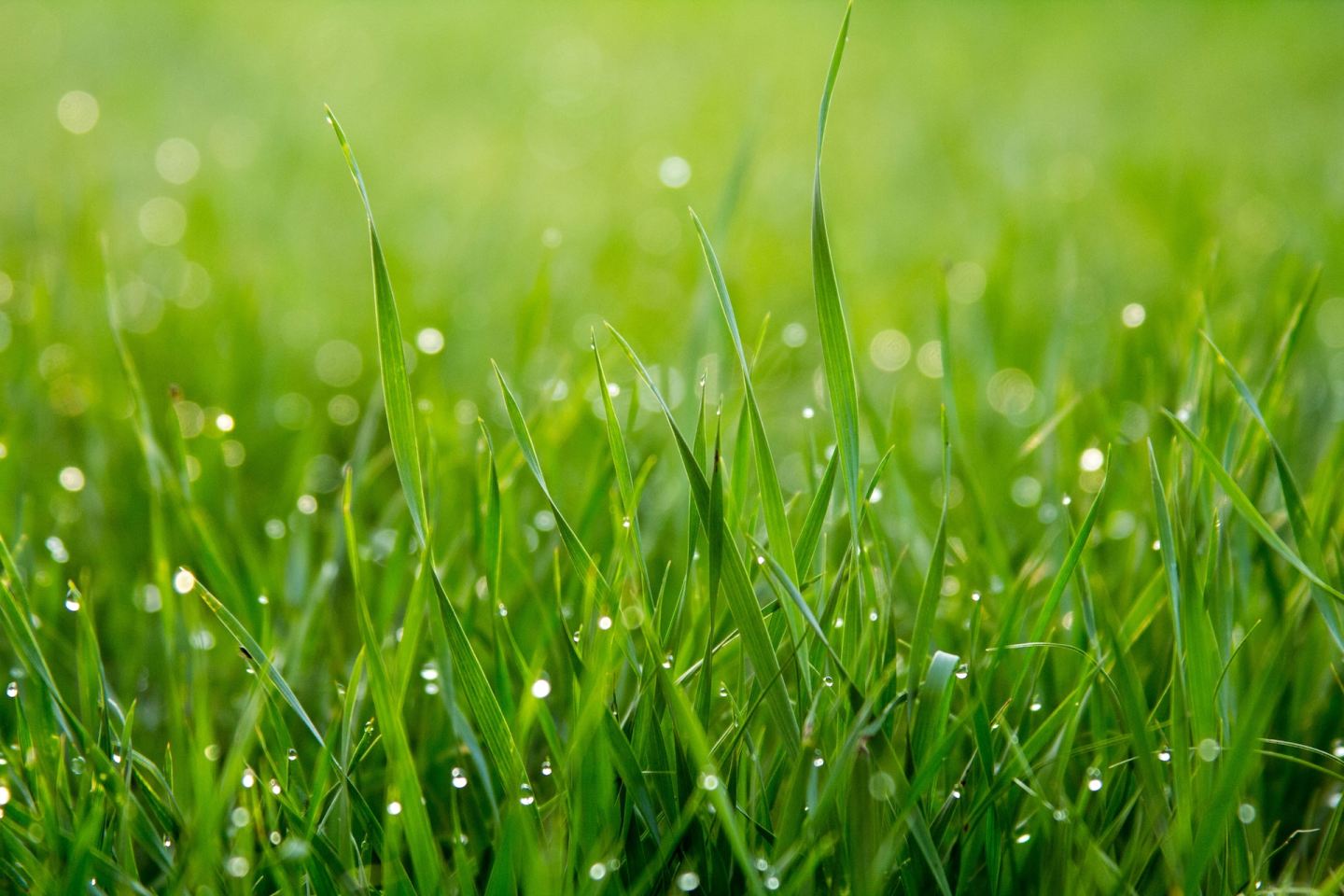 God Knows Where the Grass is Greenest | Driving Toward the Morning Sun